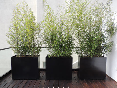 Root and Stock Dixon Square Cube Planter Box - Black